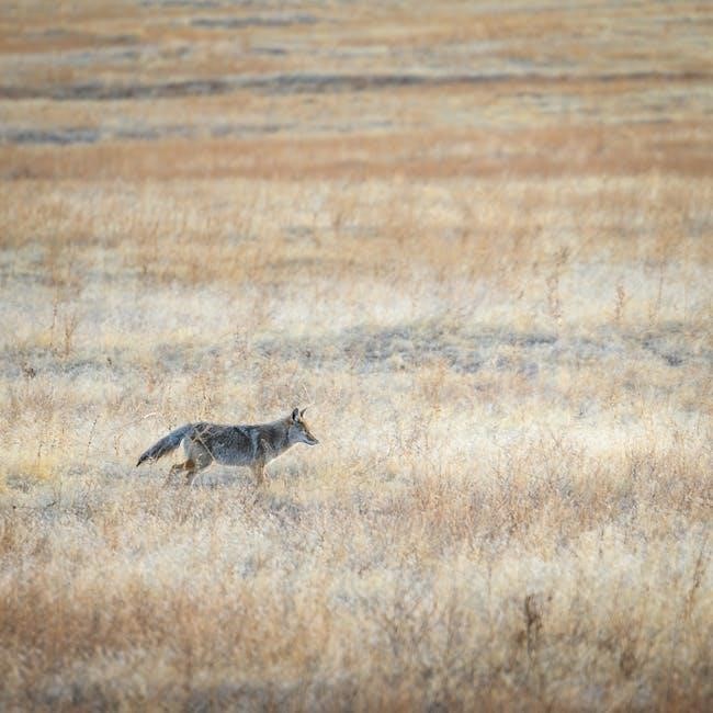 Experience the Best Guided Coyote Hunts | Professional Guides